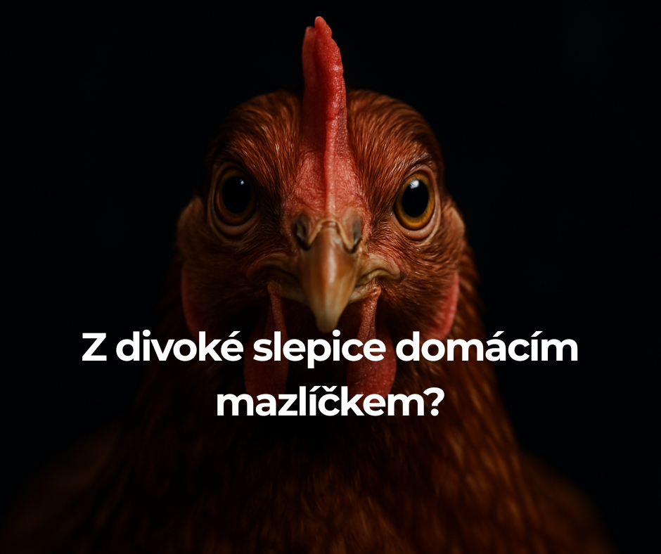 Ochočování slepic: tipy + praktický návod ve 4 krocích - Naše Slepice ...